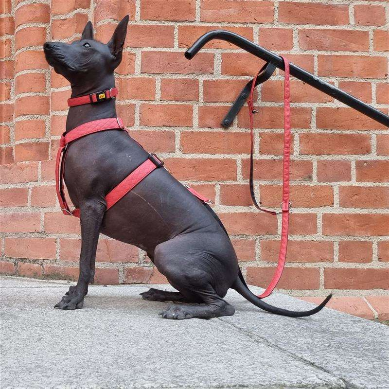 Szelki Terra Fire czerwone S | WYPRZEDAŻ